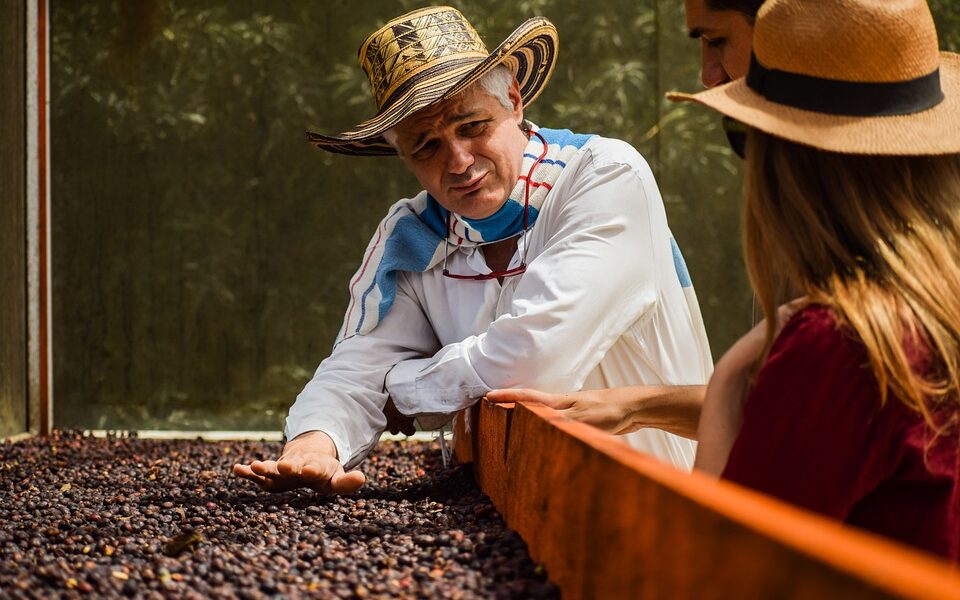 5 Tips for Understanding the Coffee Harvesting Process - Lady Geek