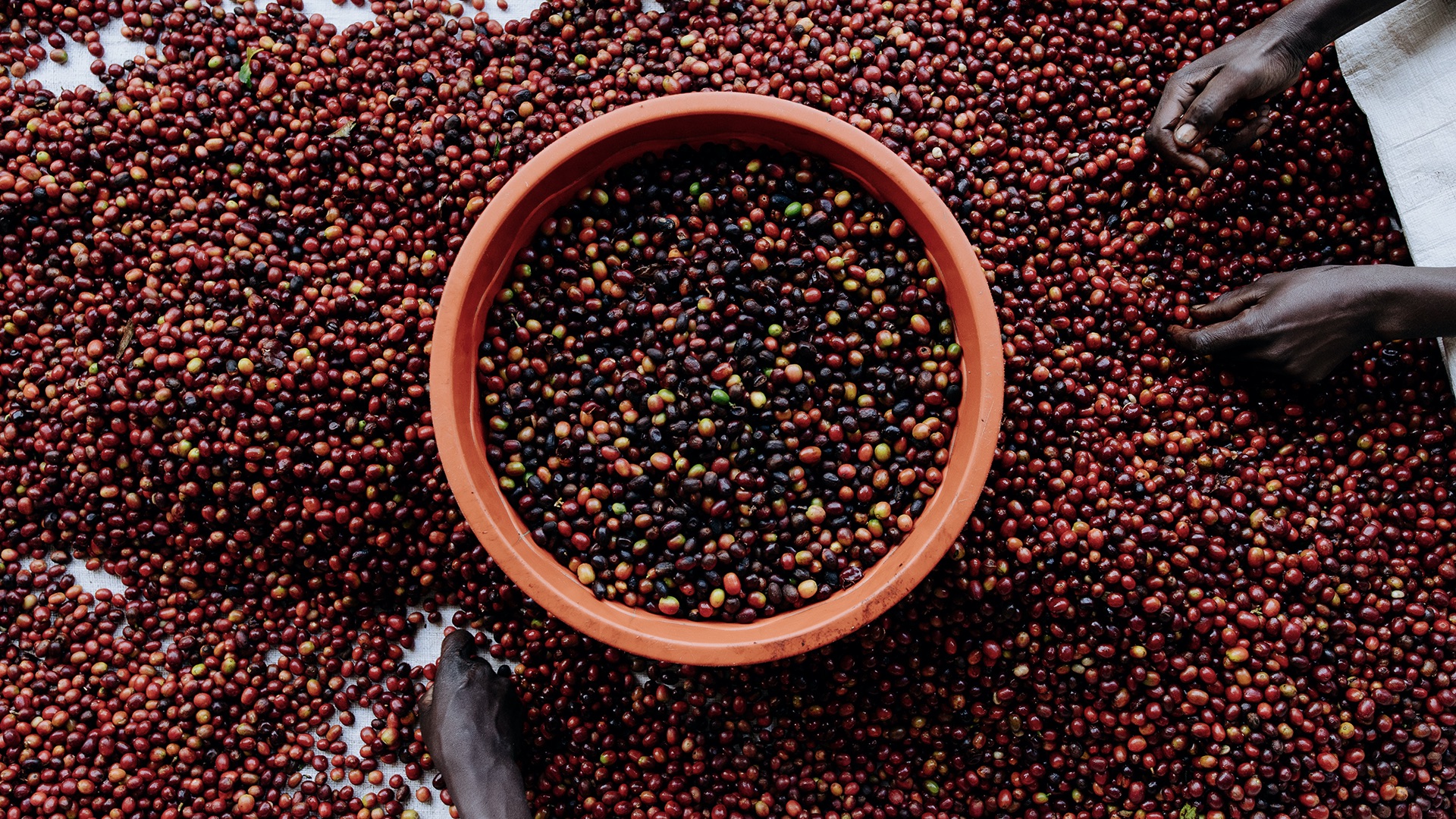 5 Tips for Understanding the Coffee Harvesting Process - Lady Geek