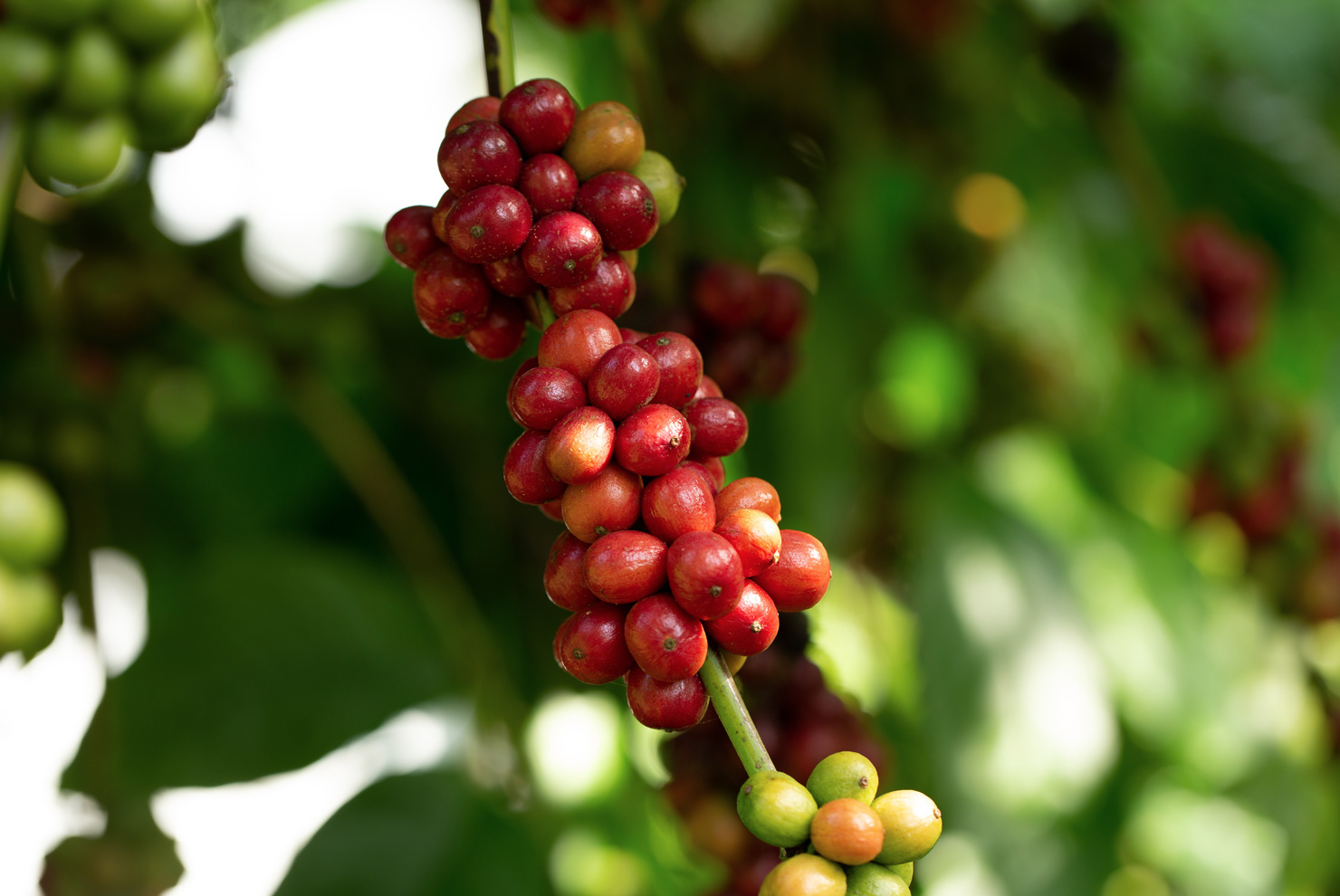 5 Tips for Understanding the Coffee Harvesting Process - Lady Geek
